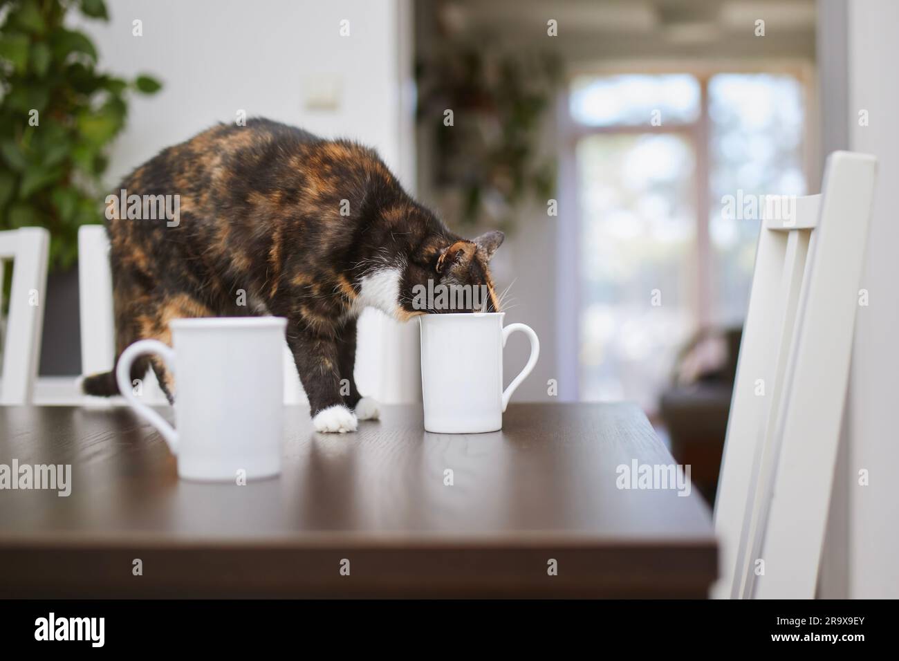 Naughty cat drinking from cup on dining table at home. Domestic life ...