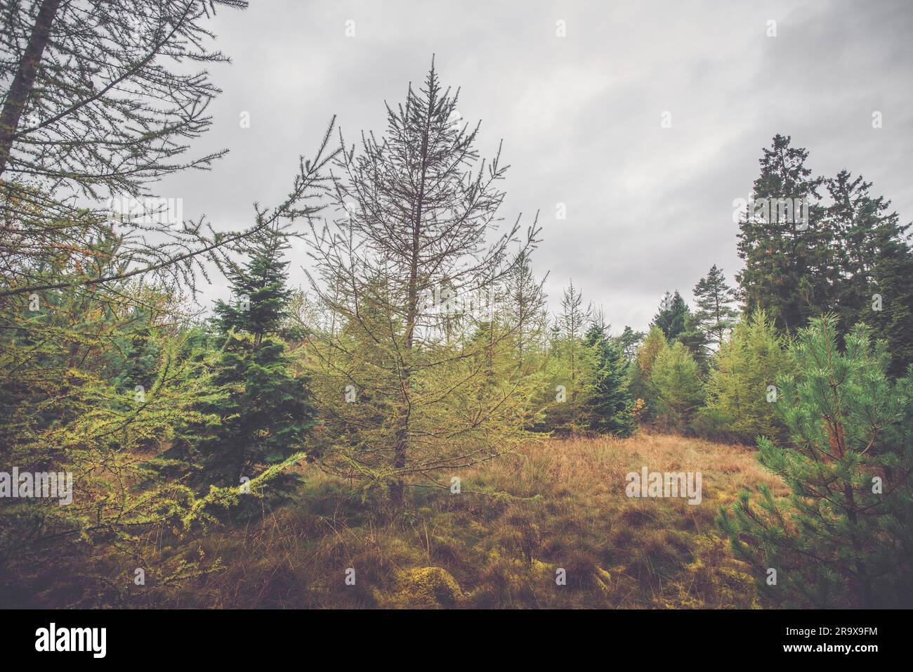 Scandinavian forest in autumn with pine trees in cloudy weather Stock ...