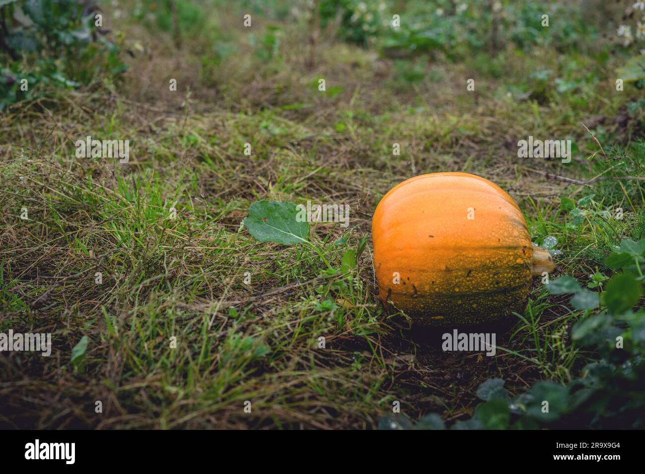 Orange pumpkin gourd pumpkin orange hi-res stock photography and images ...