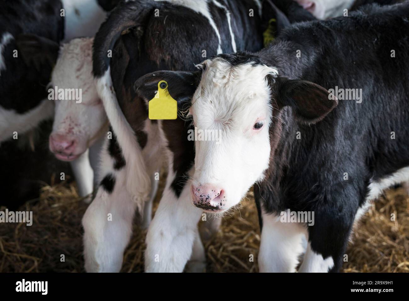 Calfs in a small stable with little place on a rural farm with cattle ...
