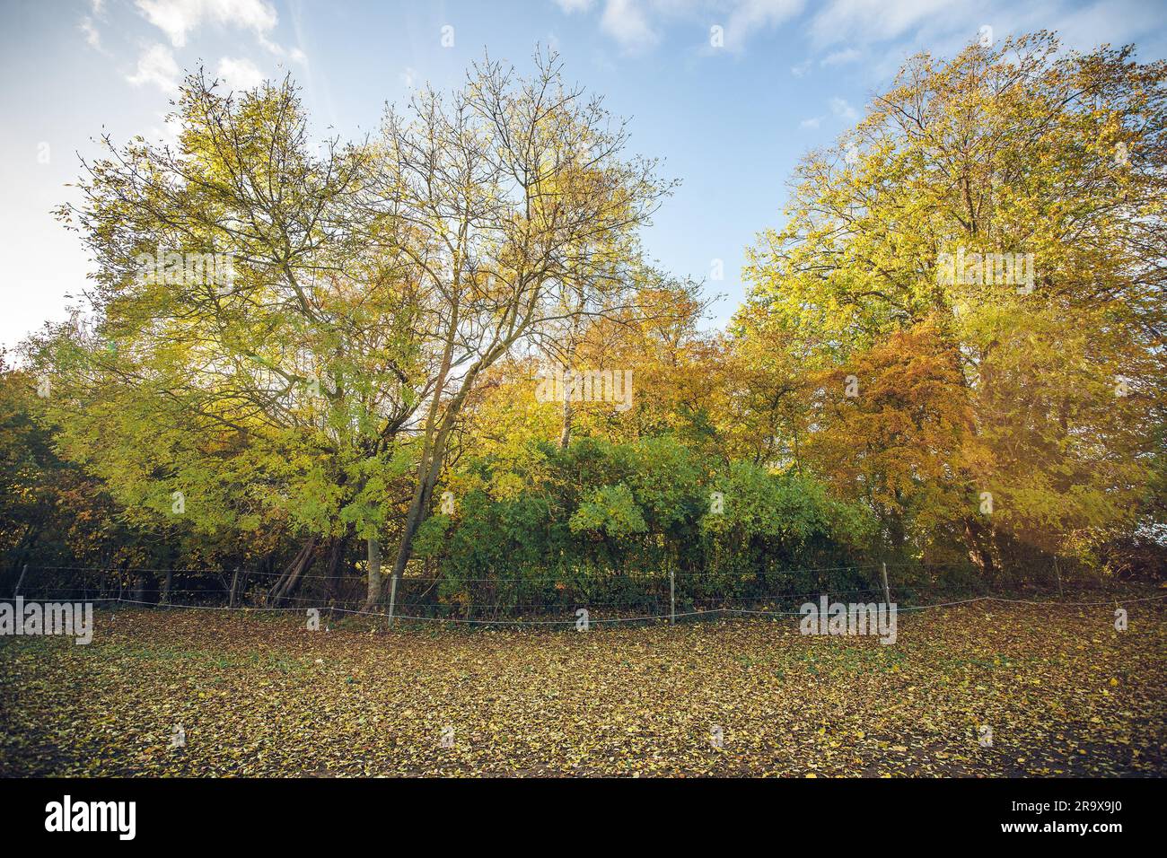 Colorful trees in a rural environment in the fall with an electrical ...