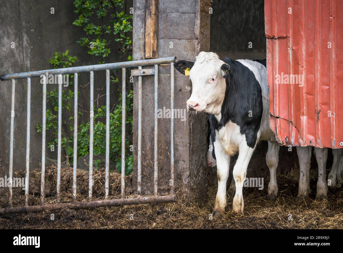 Cow looking out of a stable with a red gate Stock Photo - Alamy