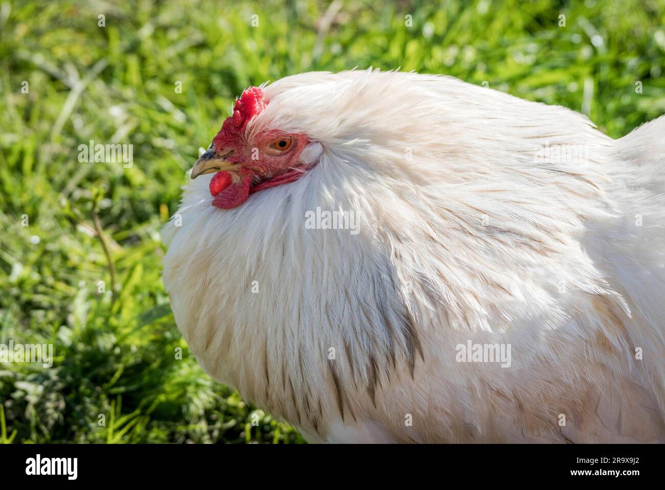Ecological grass grass hi-res stock photography and images - Alamy