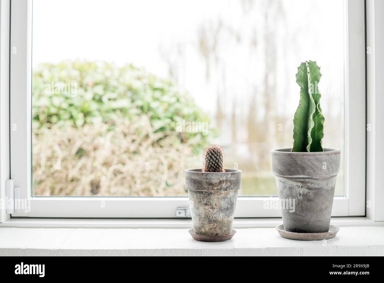 Cactus in flower pots in a bright window with a green garden outside ...