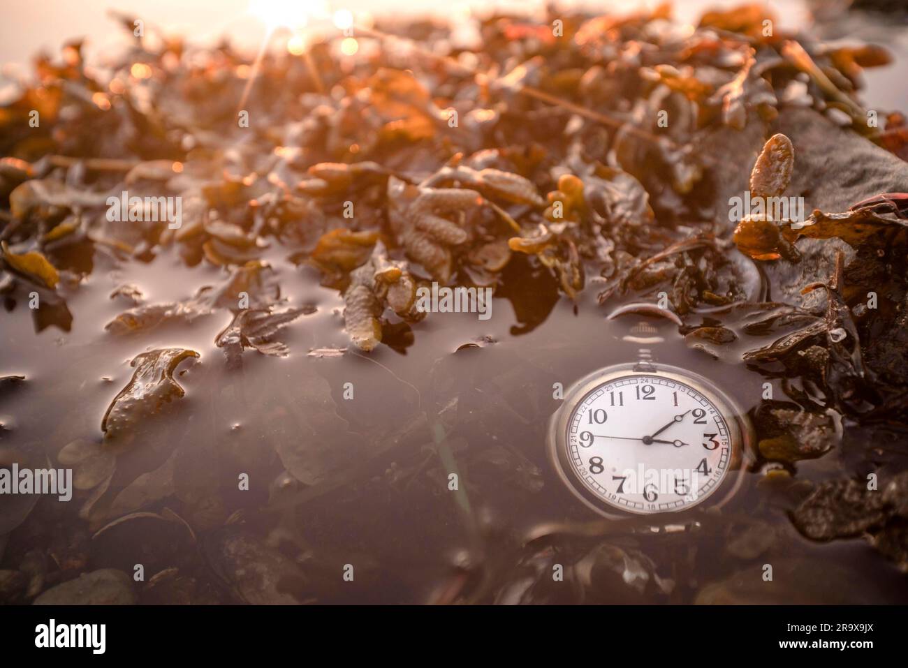 Antique pocket watch under water on a lake with seaweed in the morning ...