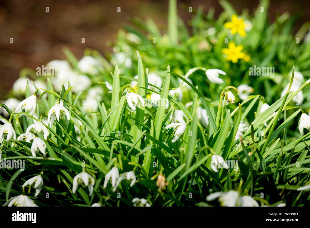 Many snowdrop flowers in a garden in April growing in the sun Stock ...