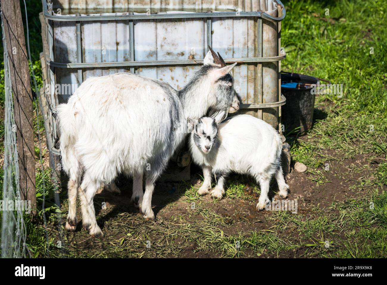 Goat kid with the mother in a rural environment behind a fence in the ...