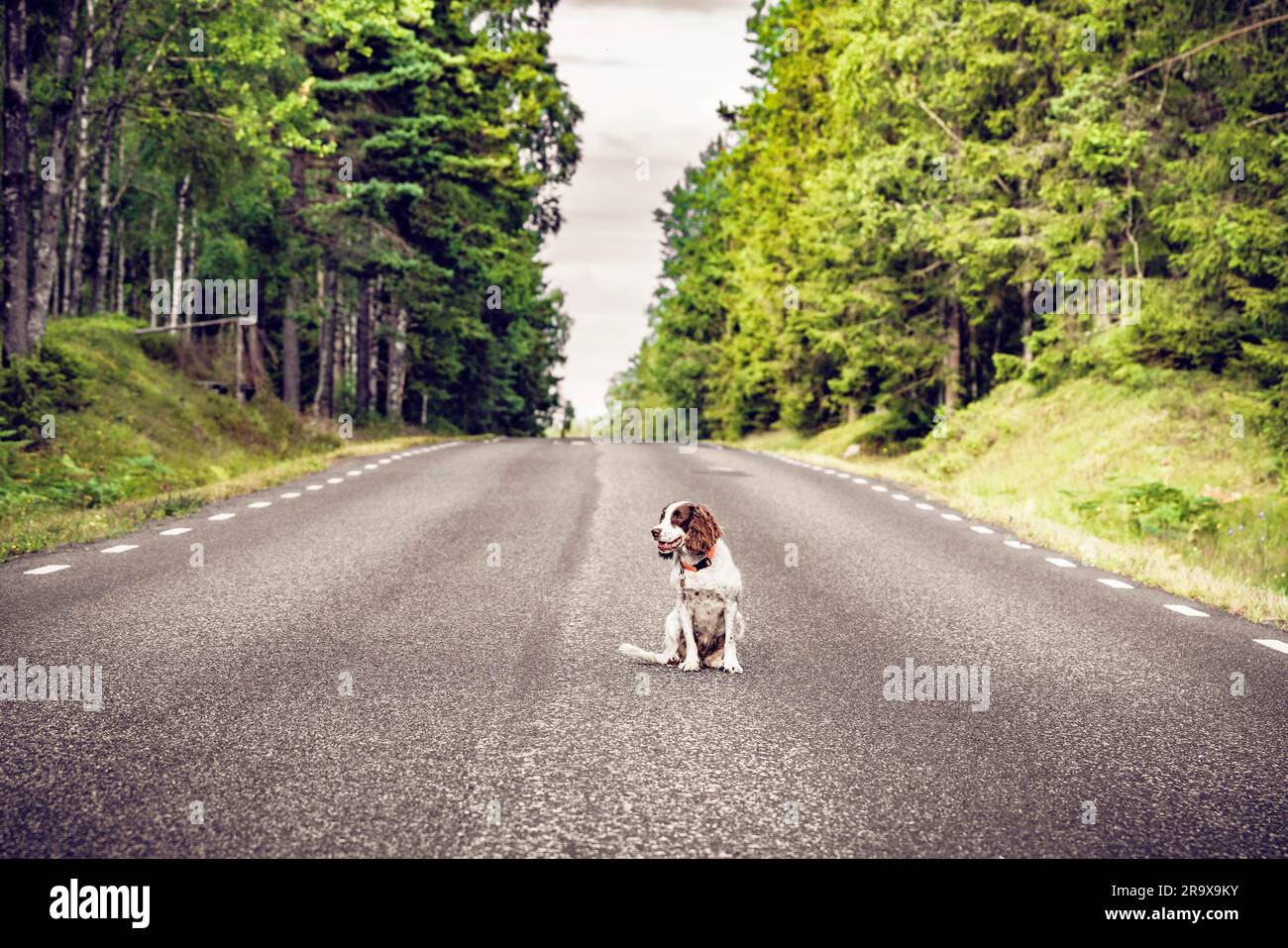 Dog on an empty asphalt road in a forest sitting in the middle of the ...