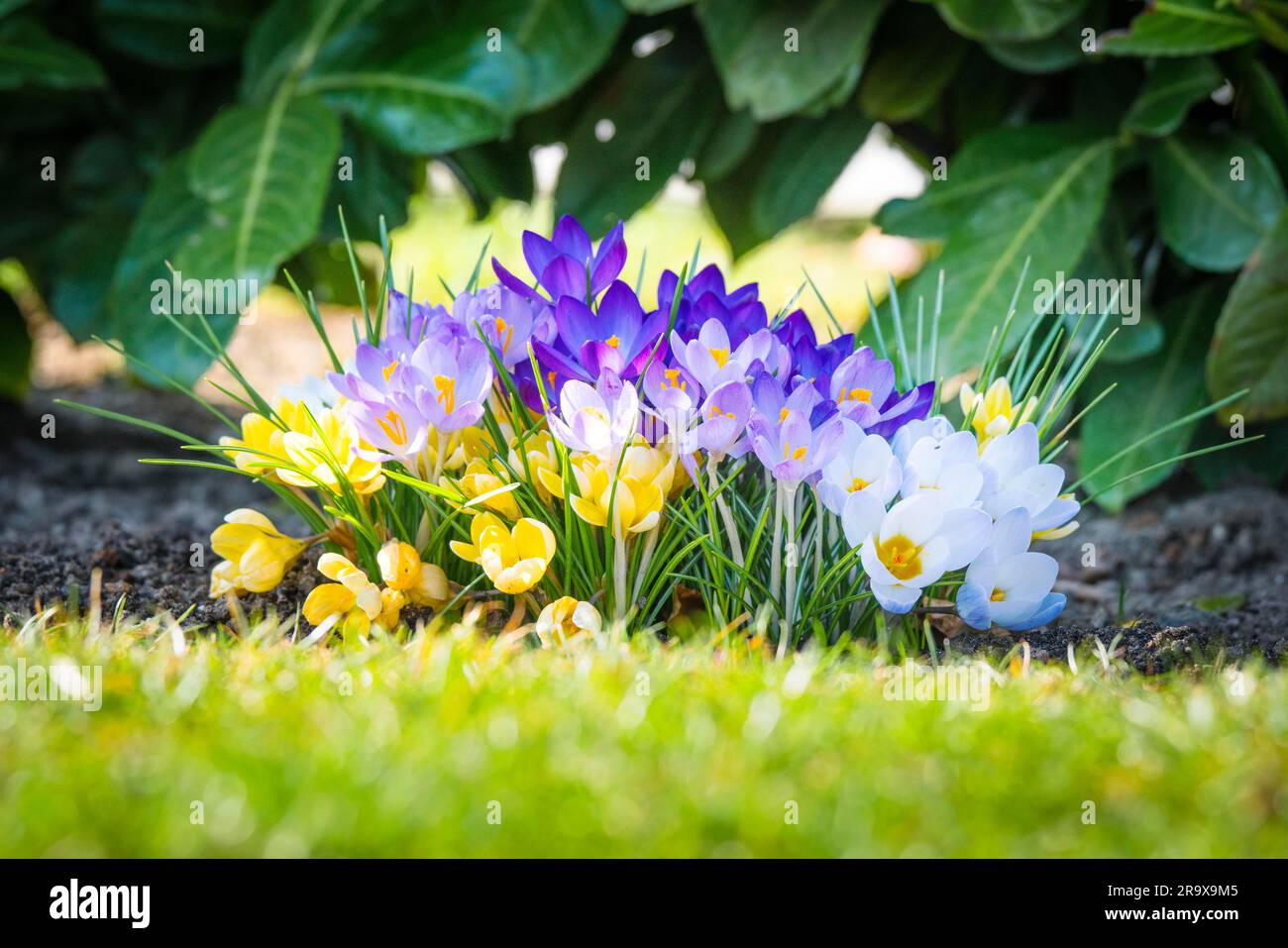 Colorful crocus flowers in various colors in the spring blooming in the ...