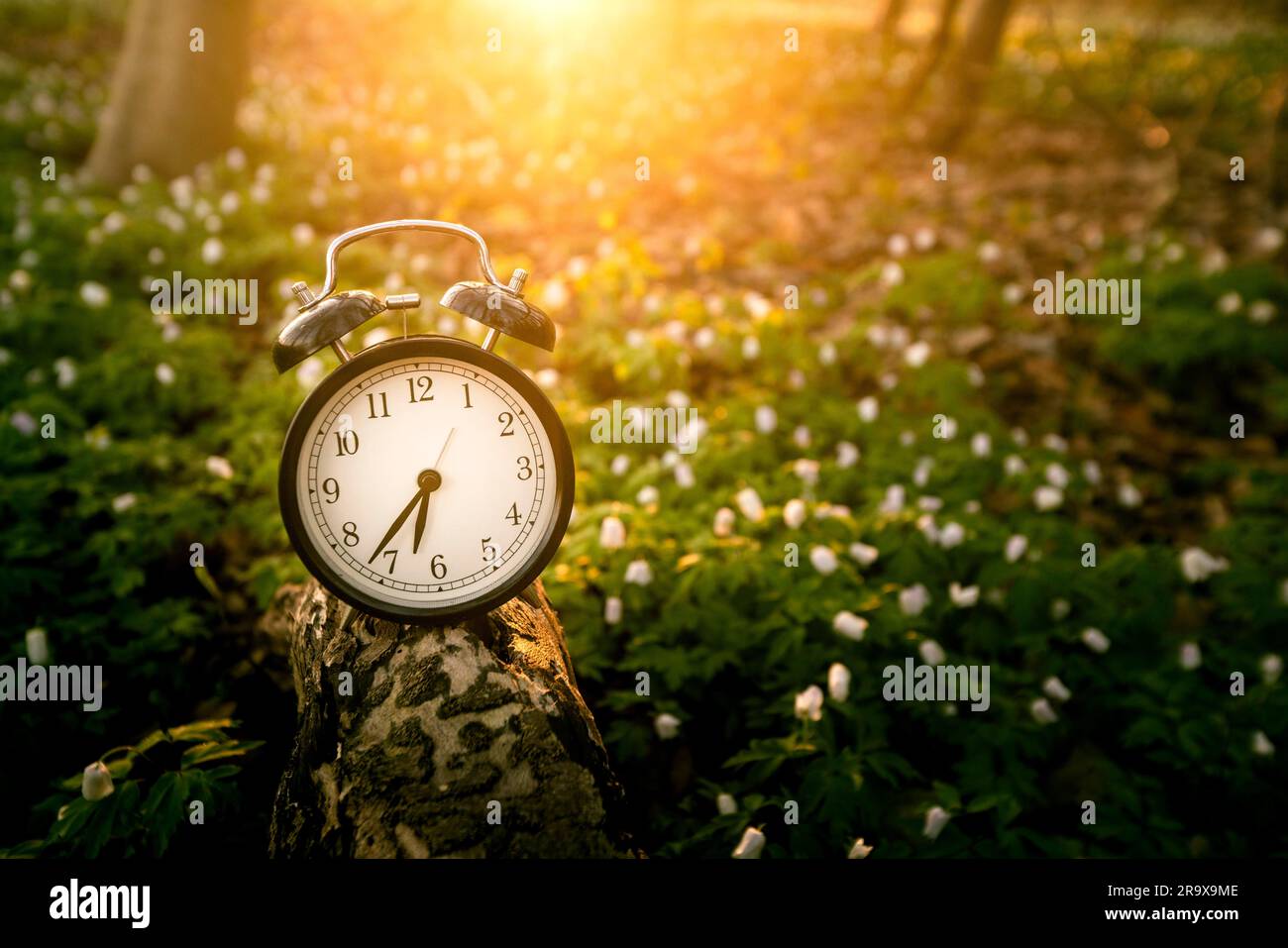 Alarm clock in the sunrise over a forest in the spring with anemone ...