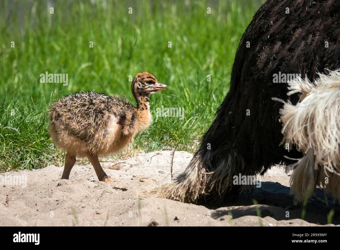 Young ostrich chicken walking in sand near the mother in the summer ...