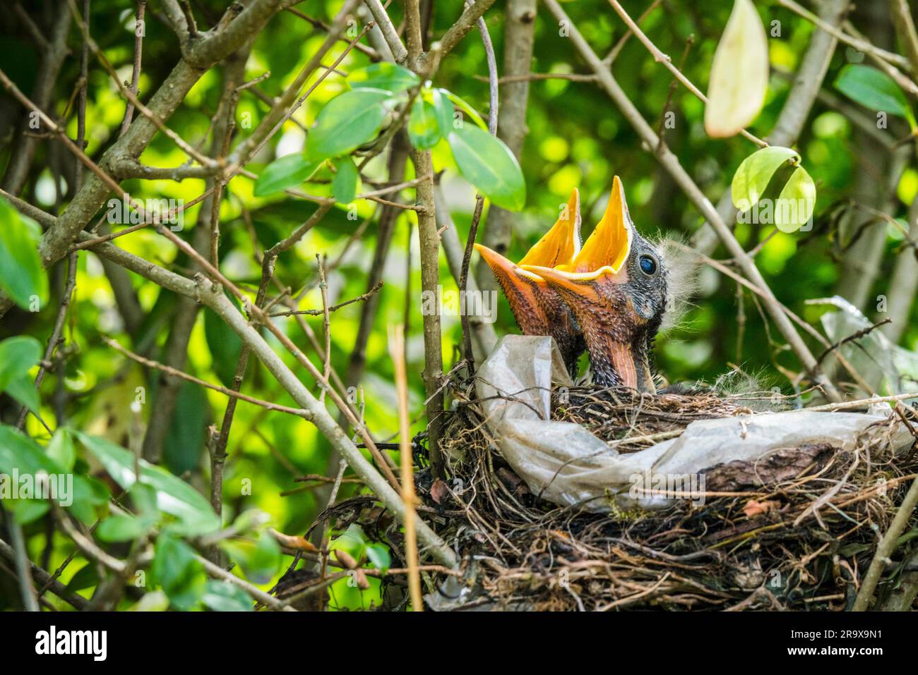Two hatched blackbirds in a birds nest made of twigs and plastic in a ...