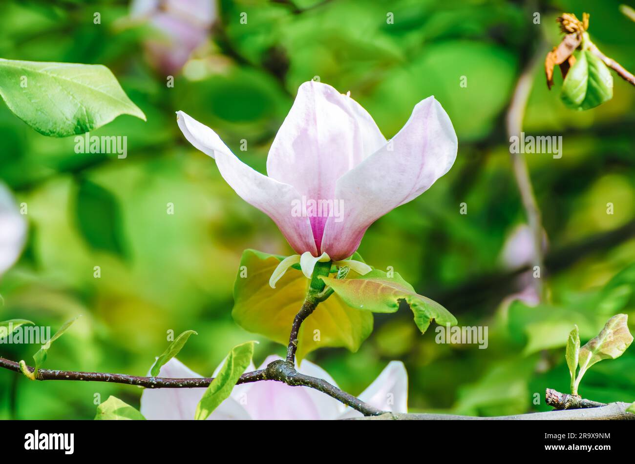 Magnolia spring flowers Stock Photo - Alamy