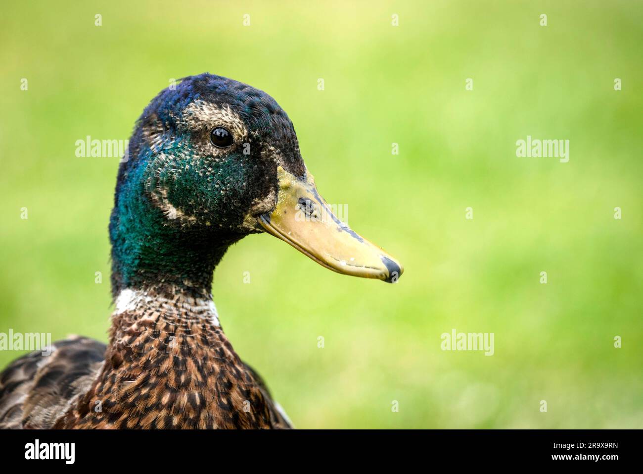 Duck close-up of the head standing out on a blurry green background in ...