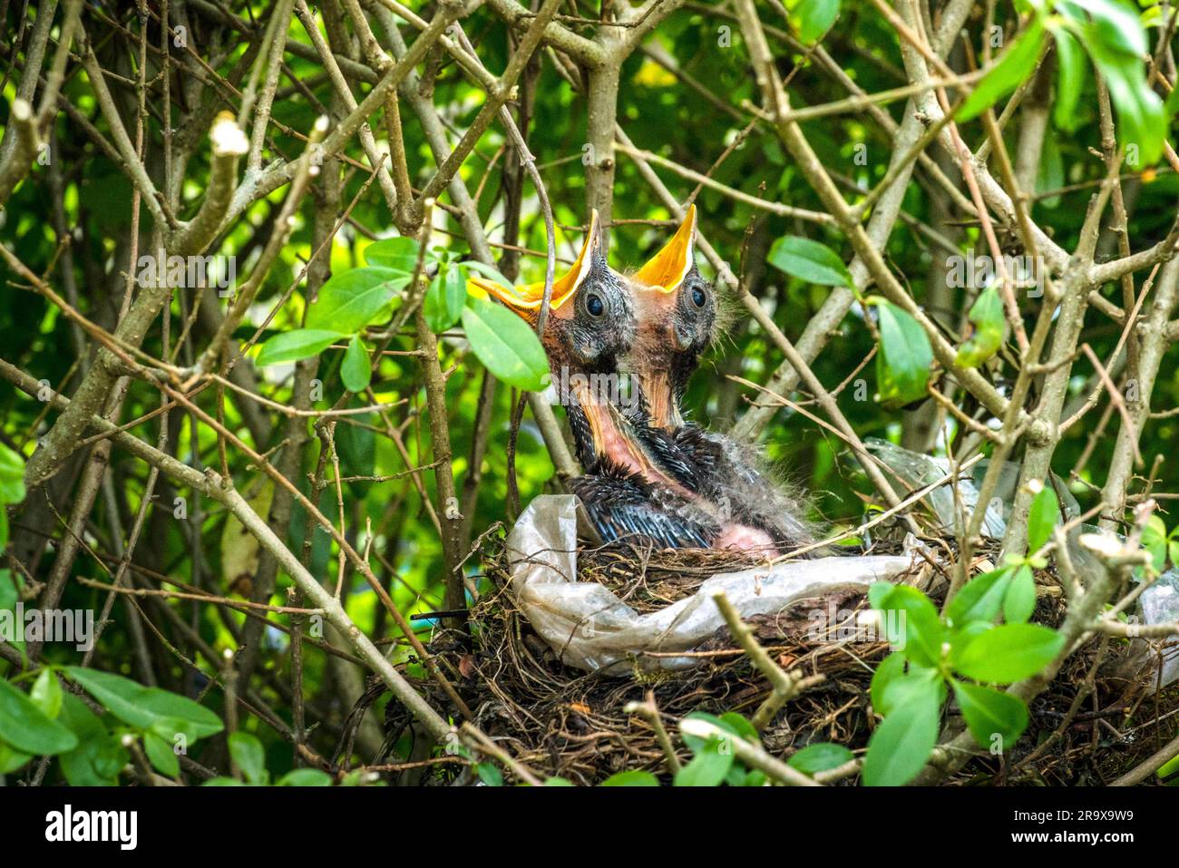 Birds nest with two newly hatched blackbirds screaming for food in the ...
