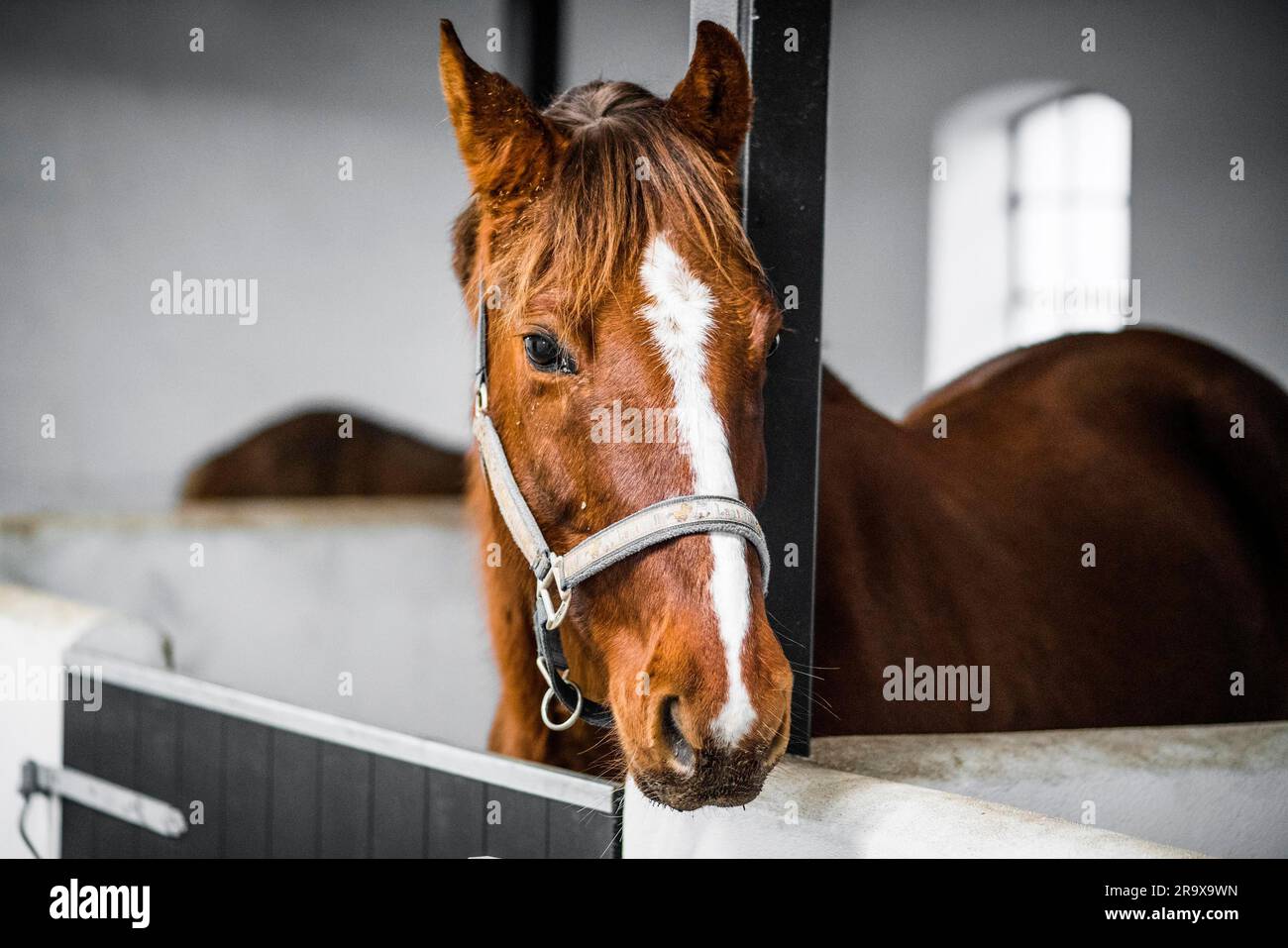 Brown horse in stable hi-res stock photography and images - Alamy
