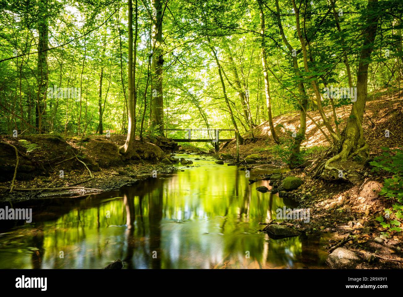 Green forest with a river running through under a bridge in the summer Stock Photo - Alamy