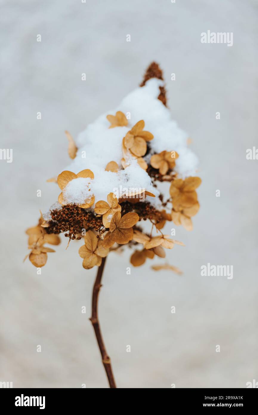 Hydrangea common names hydrangea or hortensia (Hydrangea macrophylla ...