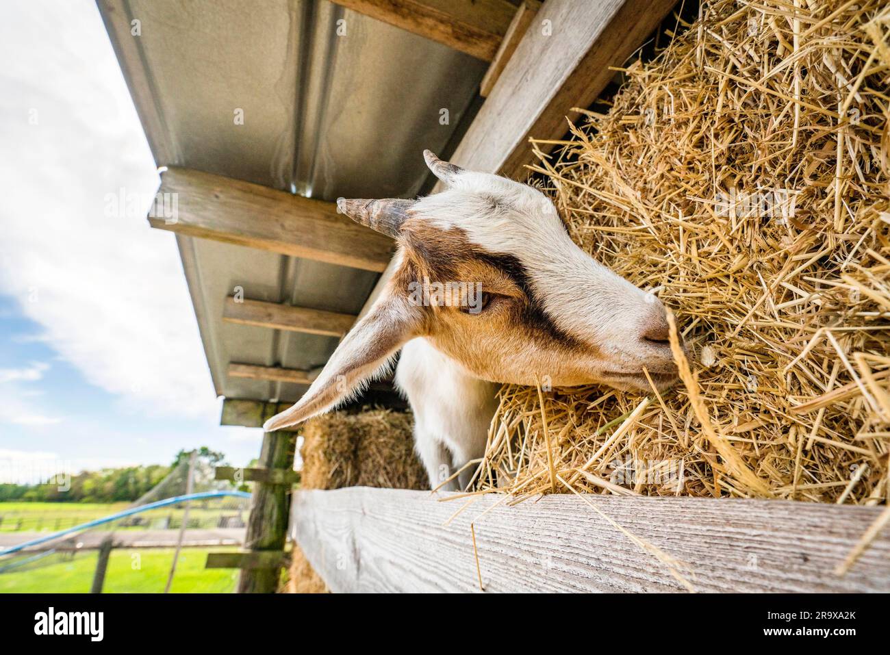 Goat eating hay on a rural farm in the summer Stock Photo - Alamy
