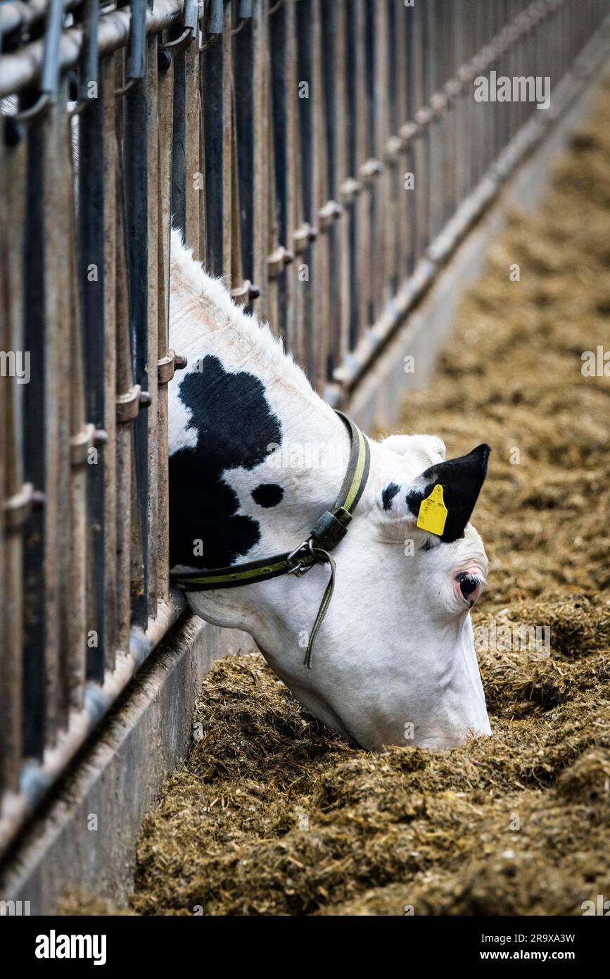 Cow in a stable eating food from behind the bars with a yellow tag in ...