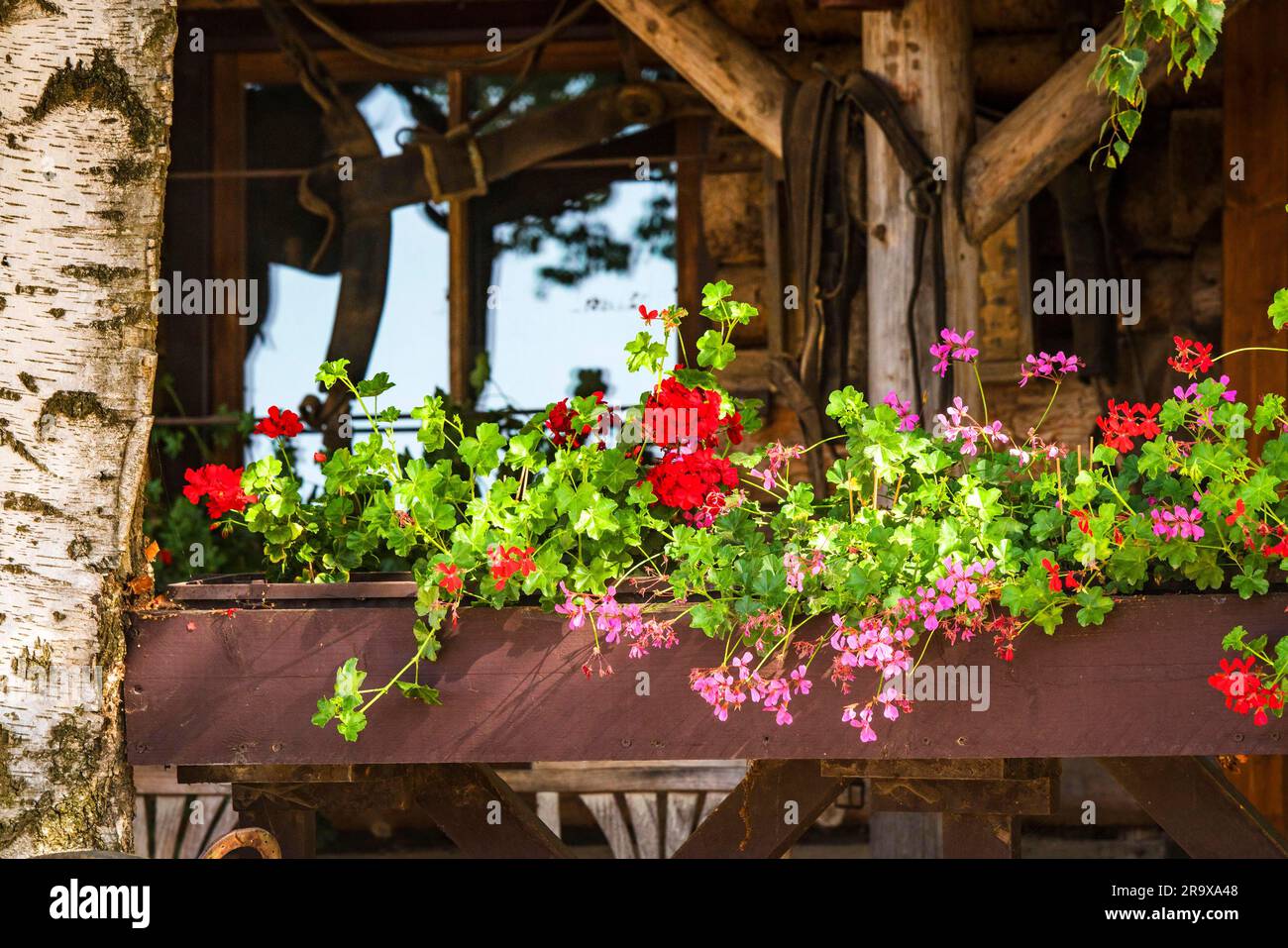 Flowers in a window box in the summer on a wooden shed in the sun Stock ...