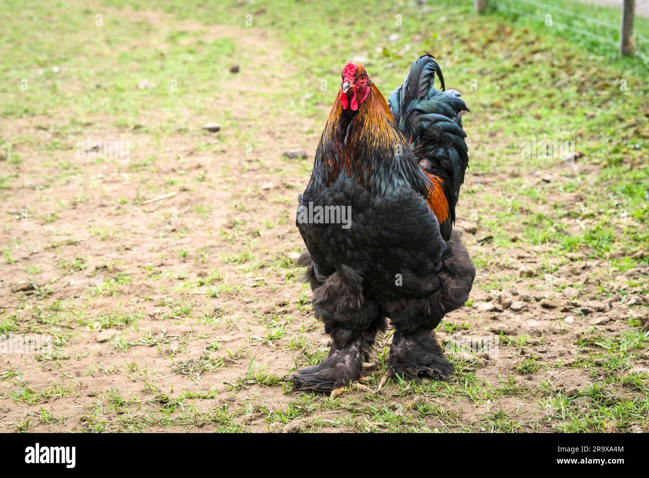 Large rooster with fluffy feet walking around in a rural farmyard in a ...