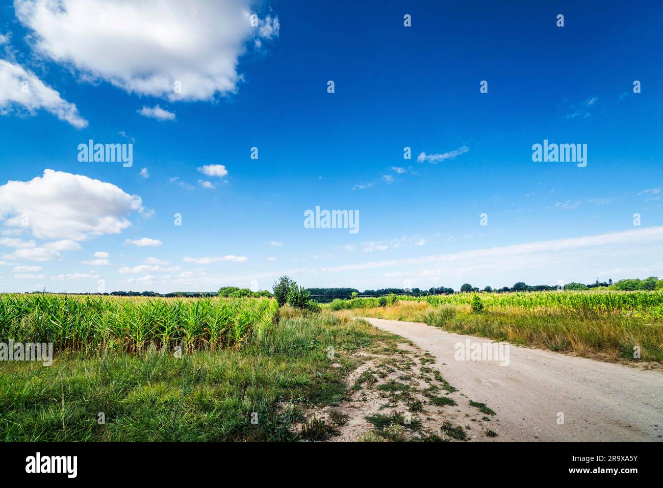 Countryside landscape with a path going through corn fields under a ...