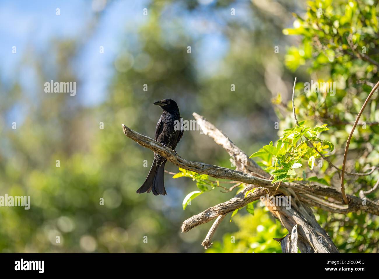 bird in Trees and shrubs in the Australian bush forest. Gumtrees and ...