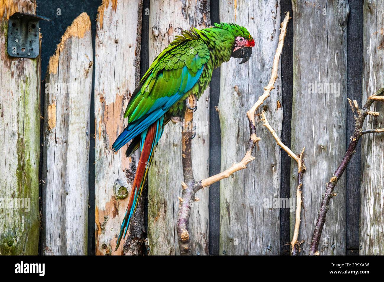 Parrot in green color looking sad in a wooden cage Stock Photo - Alamy