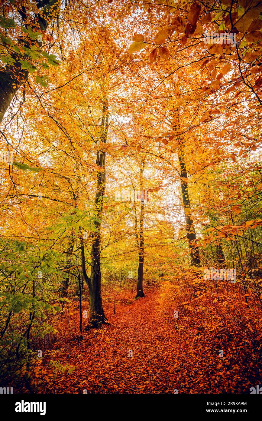 Autumn colors in the forest with trees in yellow and orange tones in ...