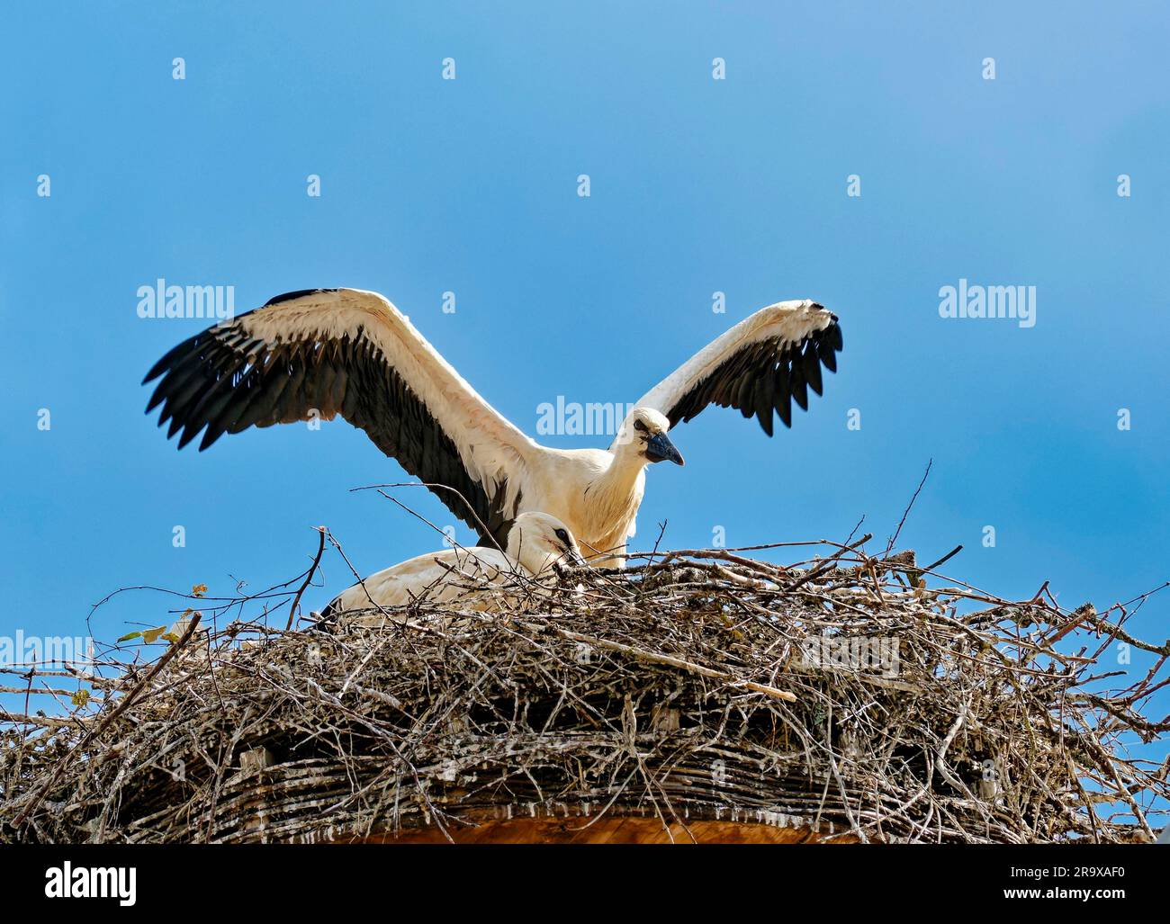 White storks (Ciconia ciconia), young stork trying to fly in the nest ...