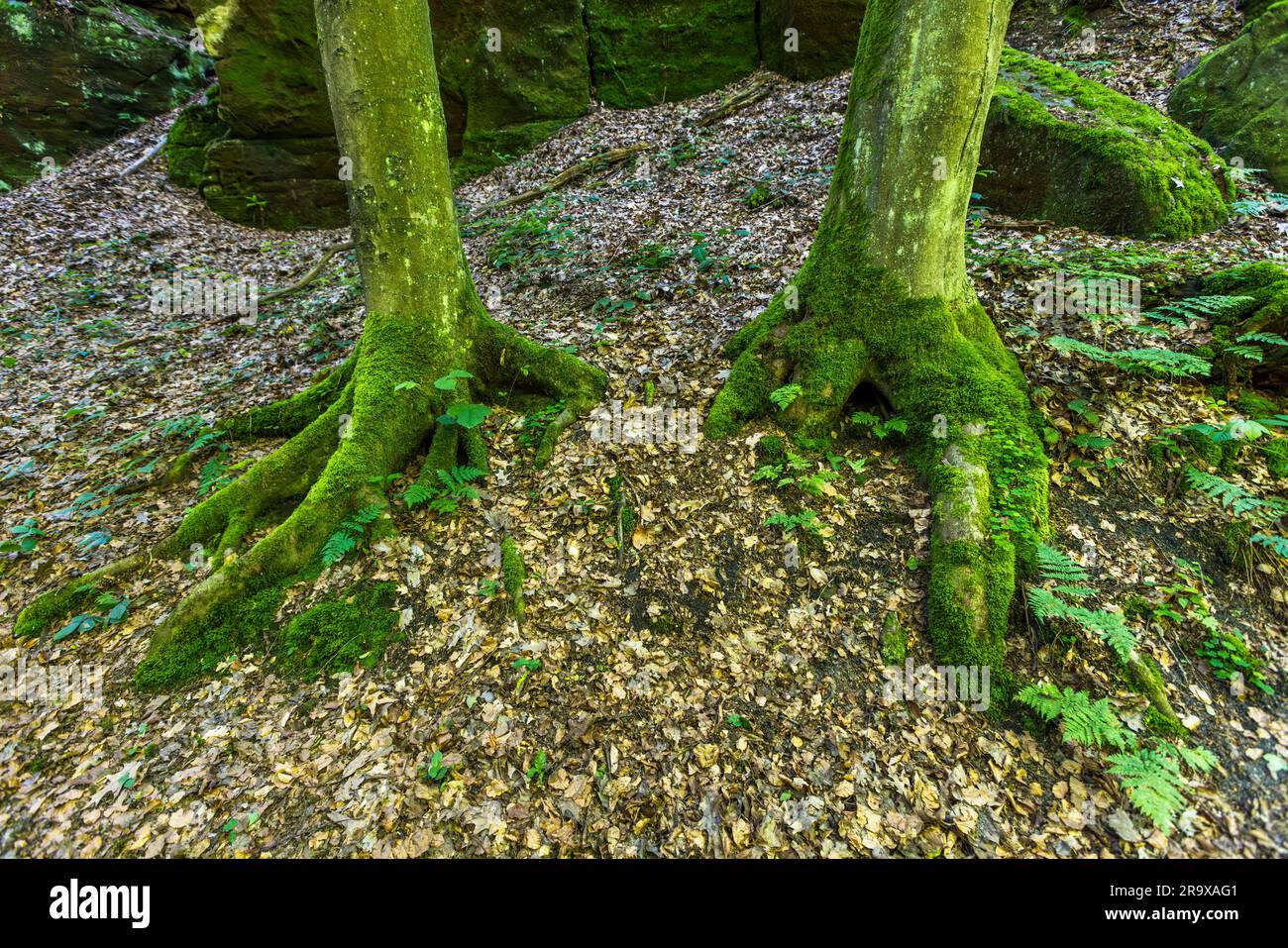 Trees look like people hi-res stock photography and images - Alamy