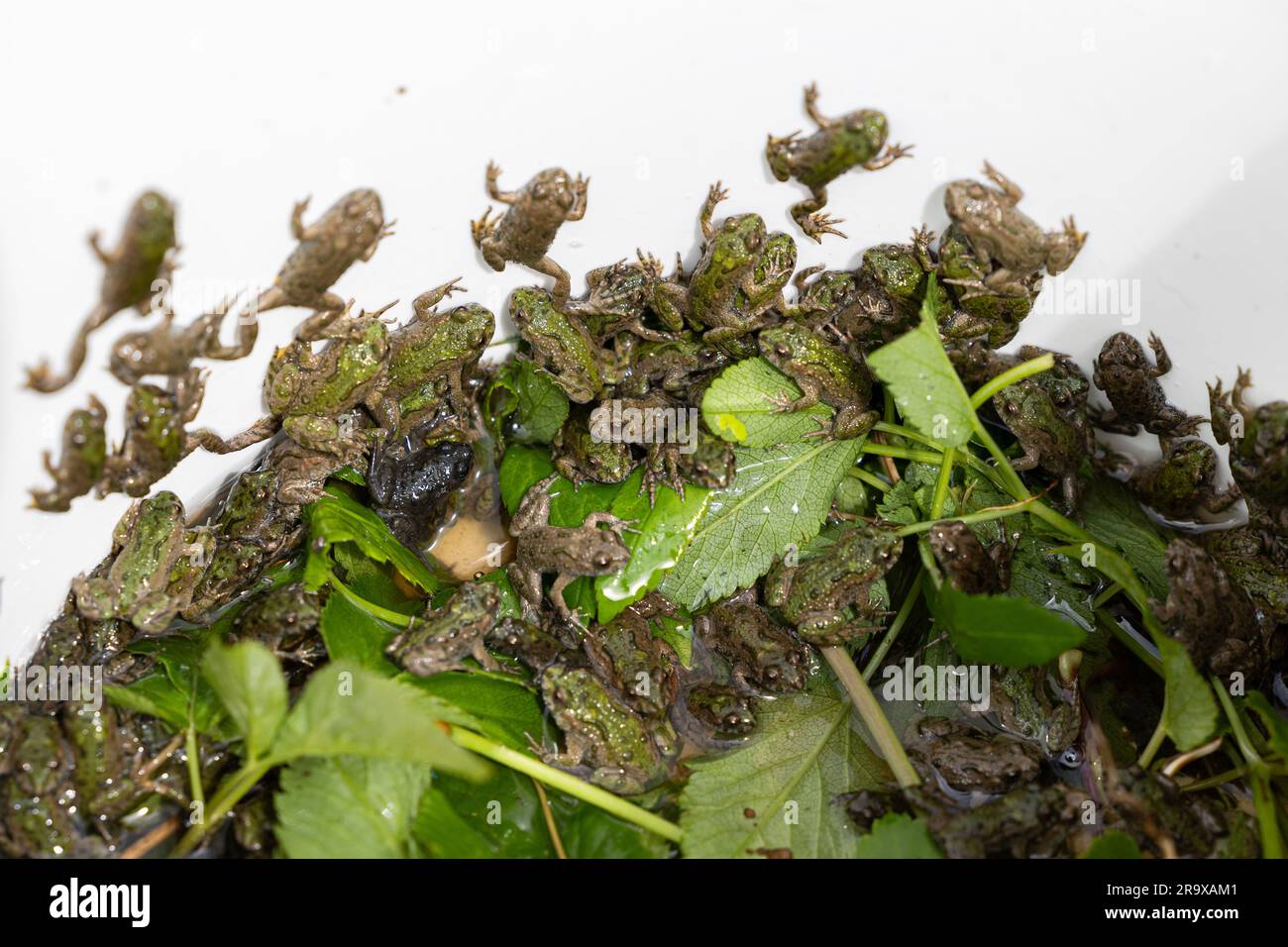 Wolfsburg, Germany. 29th June, 2023. Several fire-bellied toads are in ...