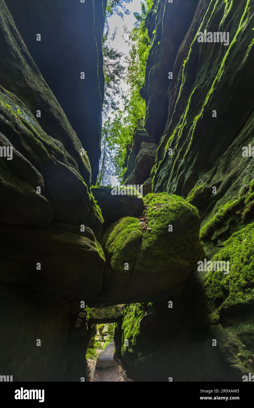 Terrestrial algae hi-res stock photography and images - Alamy
