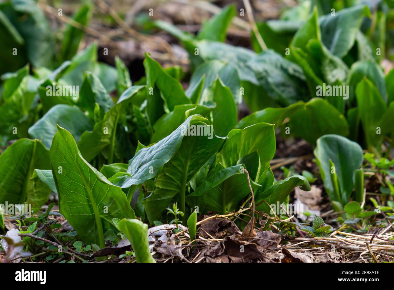 Cuckoopint or Arum maculatum arrow shaped leaf, woodland poisonous ...