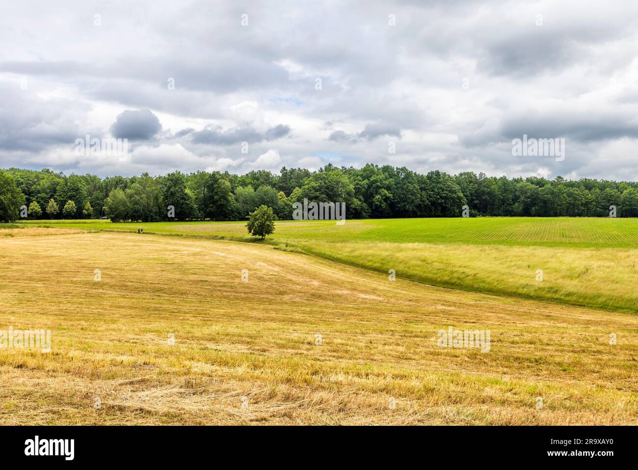 Lohmen stadt wehlen hi-res stock photography and images - Alamy
