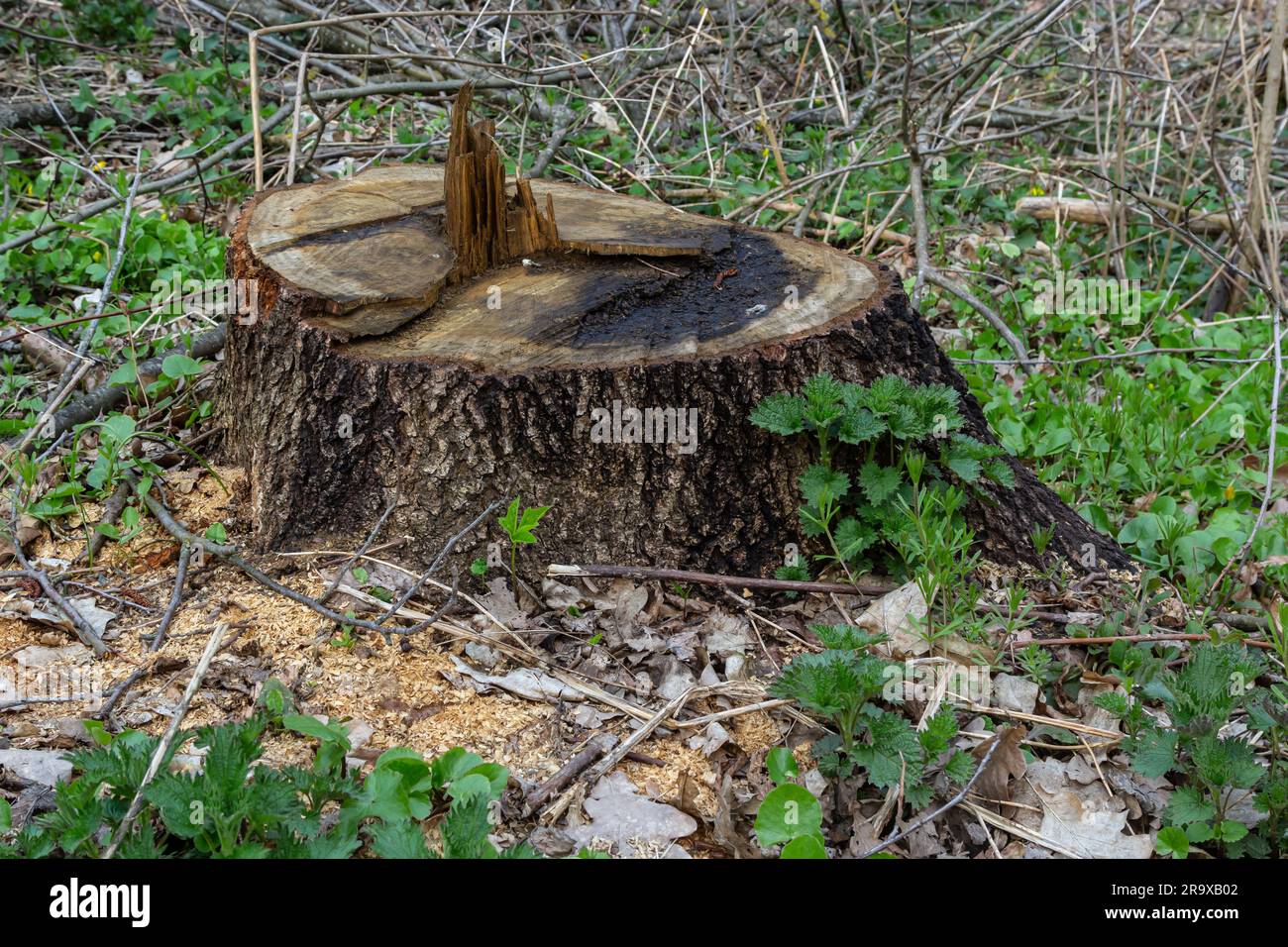 A tree stump in a spring forest, ecological problems associated with deforestation Stock Photo ...