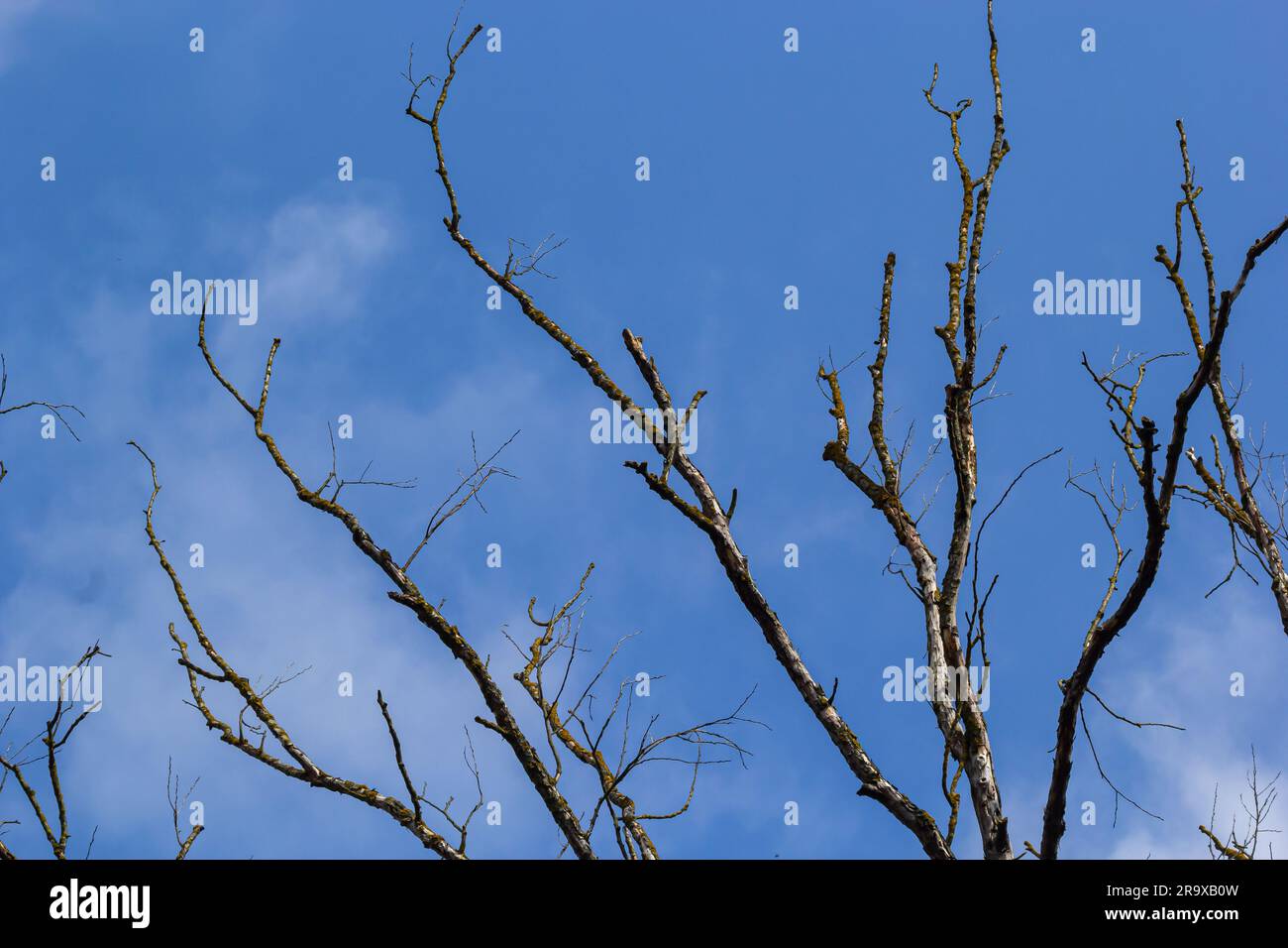 dry tree branches on a blue sky background, dead tree concept of ...