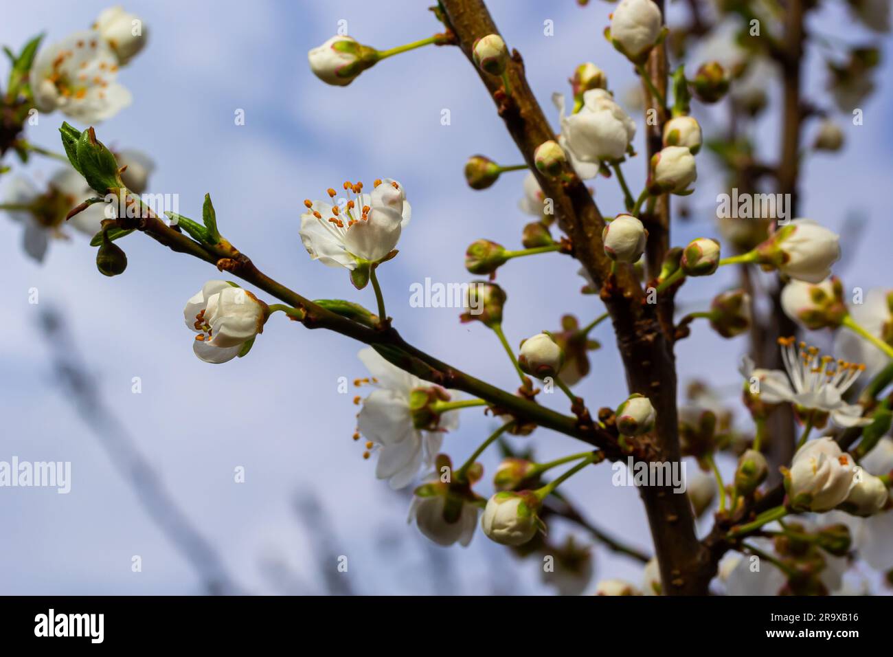 Selective focus of beautiful branches of plum blossoms on the tree ...