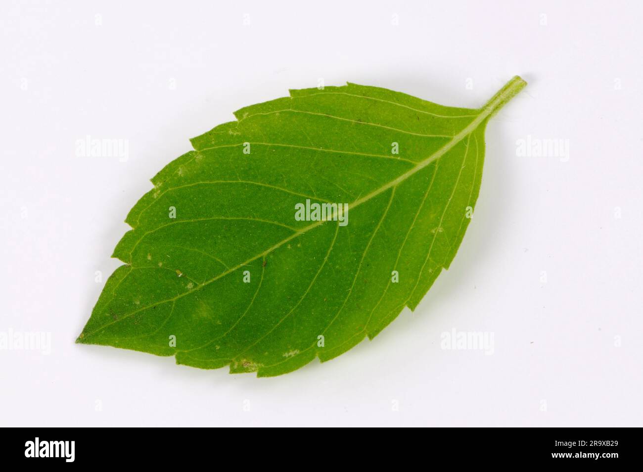 Basil 'Wild Basil' (Ocimum canum Stock Photo - Alamy