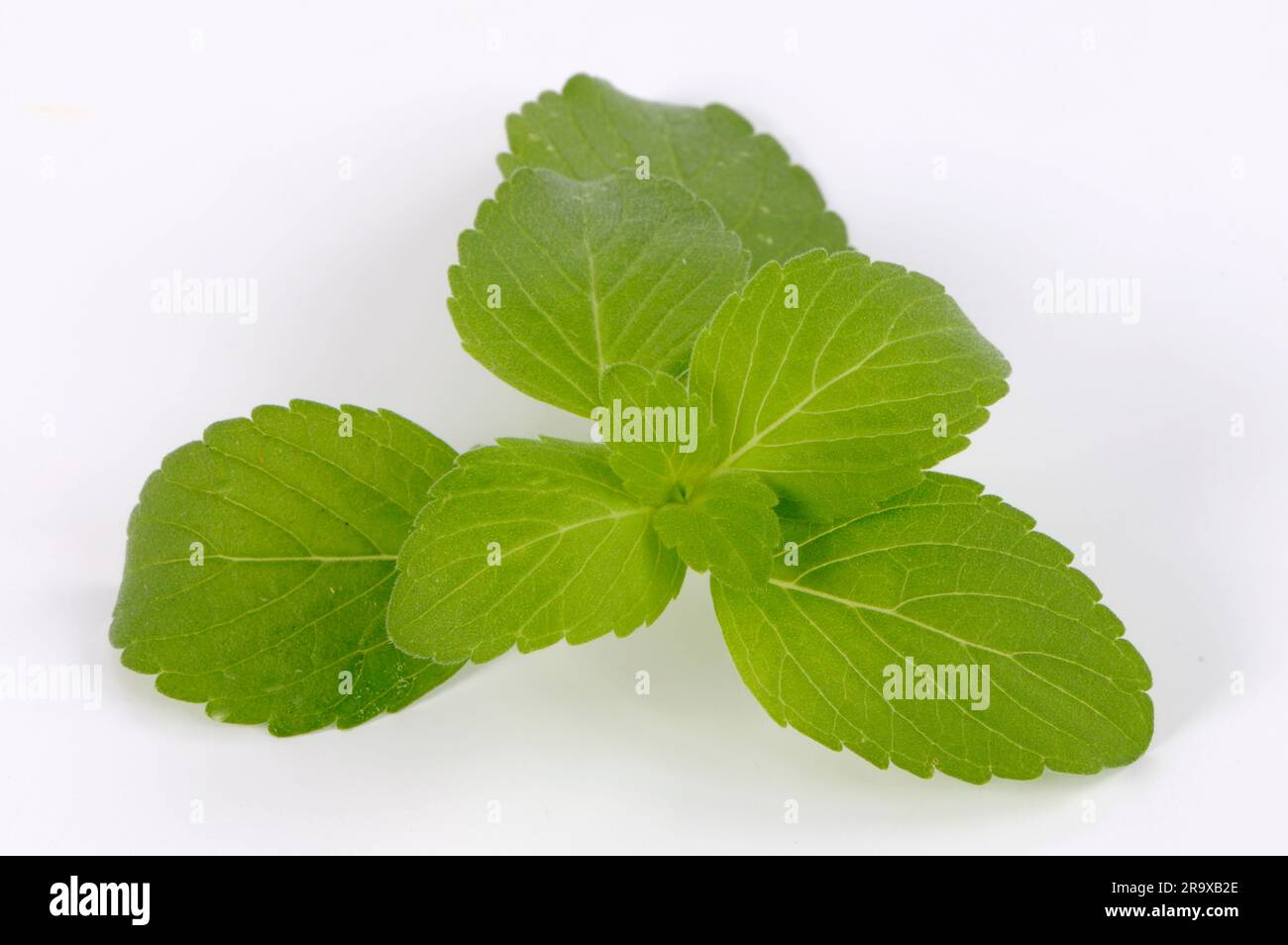 Camphor basil hi-res stock photography and images - Alamy
