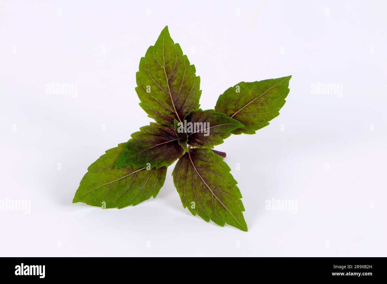 Basil 'Wild Purple' (Ocimum canum x basilicum Stock Photo - Alamy