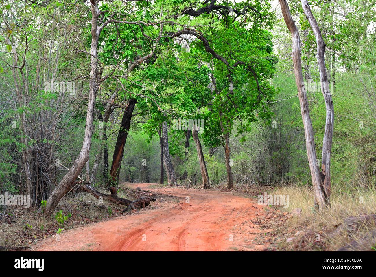Sal forest hi-res stock photography and images - Alamy