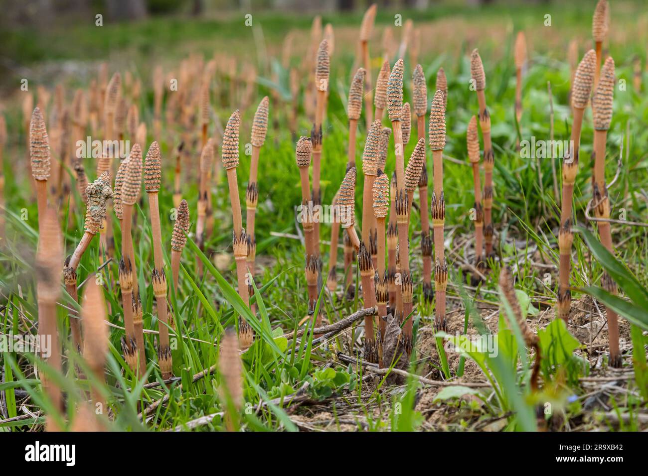 Equisetum arvense, the field horsetail or common horsetail, is an ...