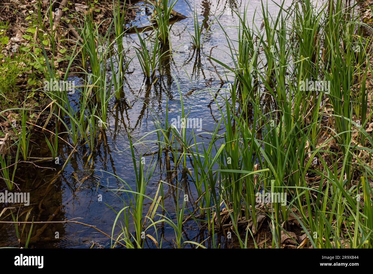 Bulrush flower hi-res stock photography and images - Alamy