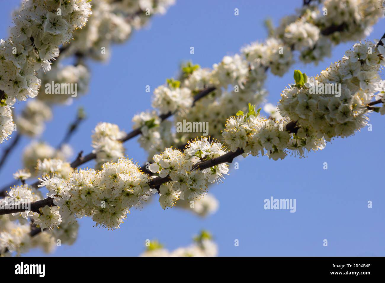 Selective focus of beautiful branches of plum blossoms on the tree ...