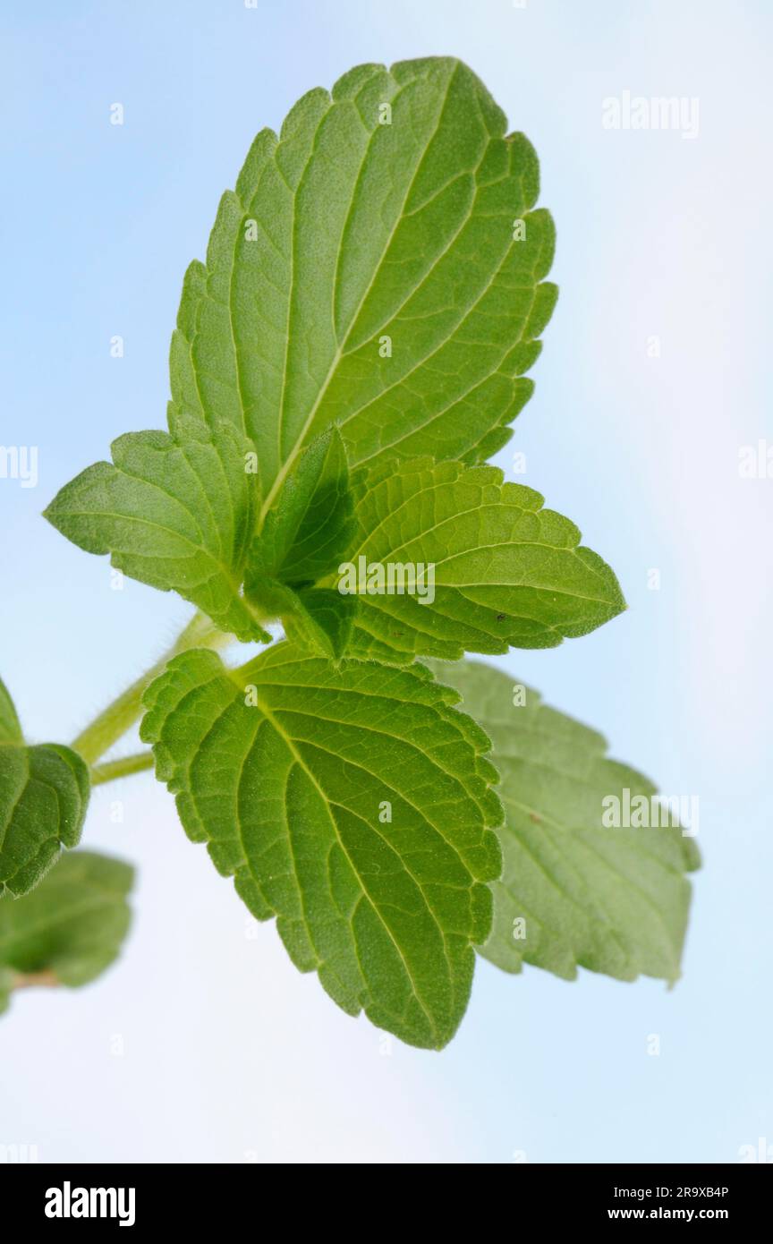 Camphor plant hi-res stock photography and images - Alamy