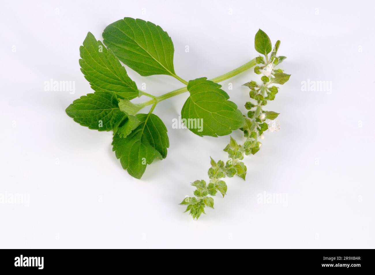 Camphor basil hi-res stock photography and images - Alamy