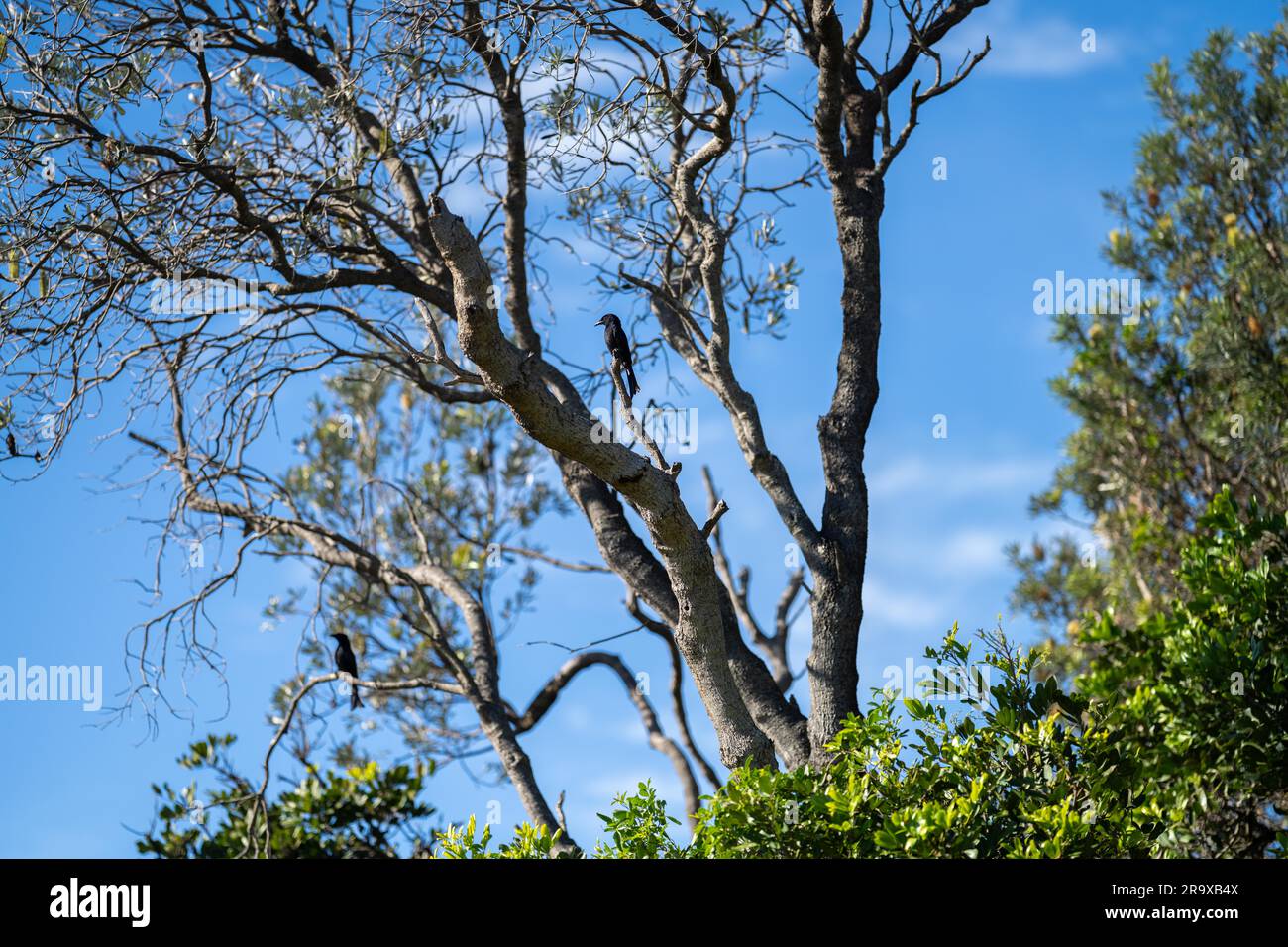 bird in Trees and shrubs in the Australian bush forest. Gumtrees and ...