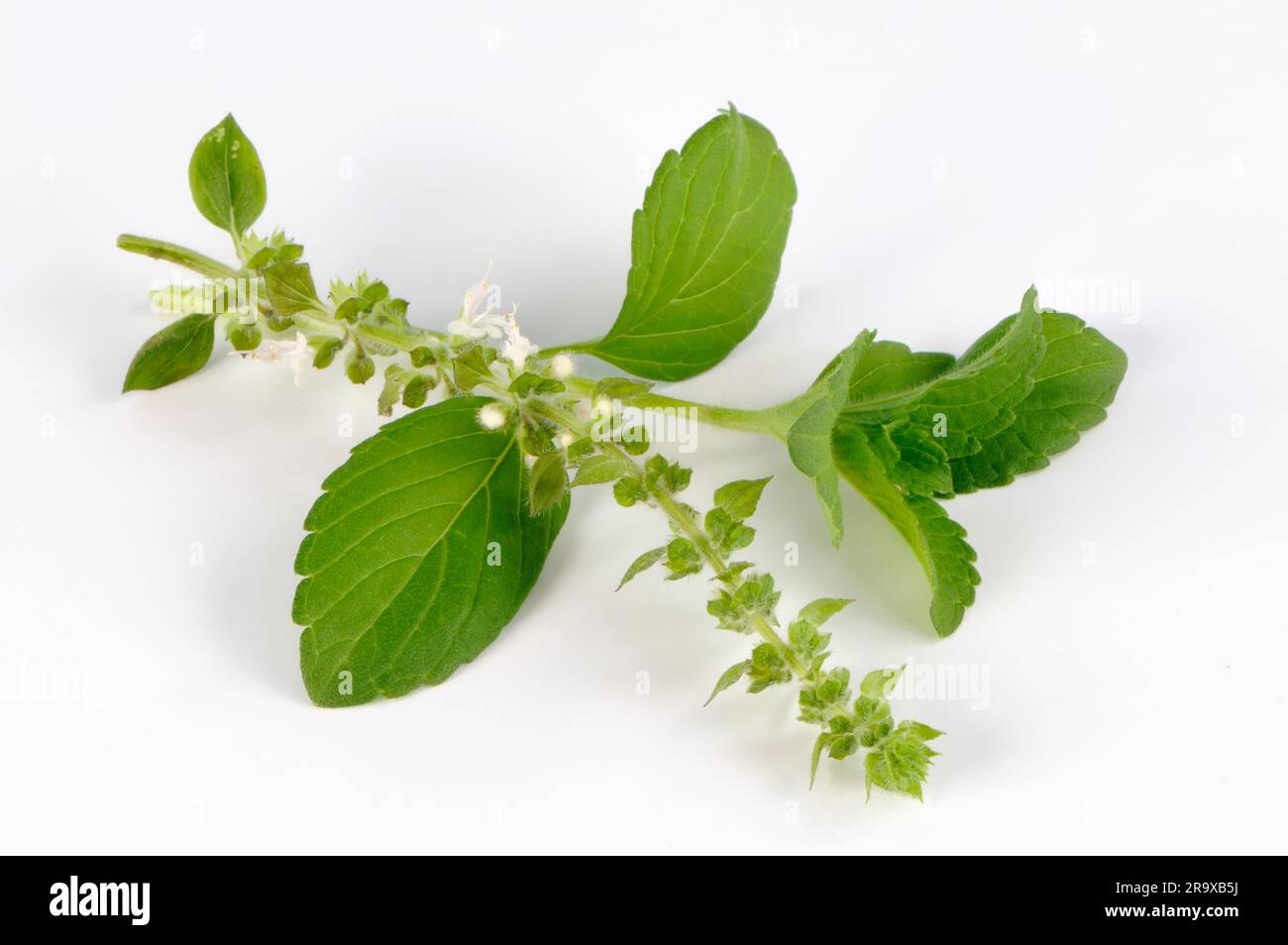 Camphor basil hi-res stock photography and images - Alamy